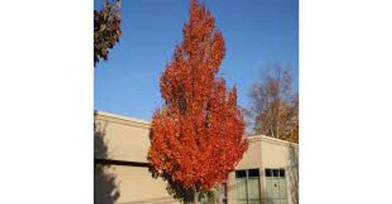 Lot of 2 Trees - Acer Rubrum ‘Armstrong’. Red Maple - Beekman Auctions Ltd