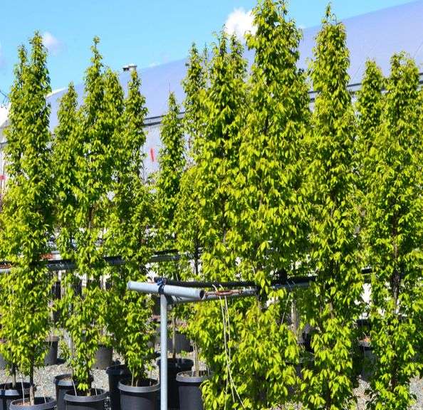 Lot of 5 Trees - Carpinus fastigiata (columnar Hornbeam) **Selling ...