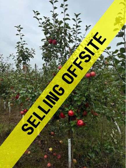 Lot of 5 Apple Trees *Selling Offsite in Chilliwack* - Beekman Auctions Ltd