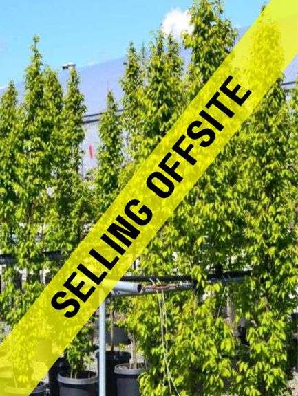 Lot of 2 Trees - Carpinus fastigiata (columnar Hornbeam) **Selling ...