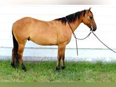 HOT BLUE LOBO- Ranch Horse/ Rope Prospect - Big Sky Horse Sales, LLC