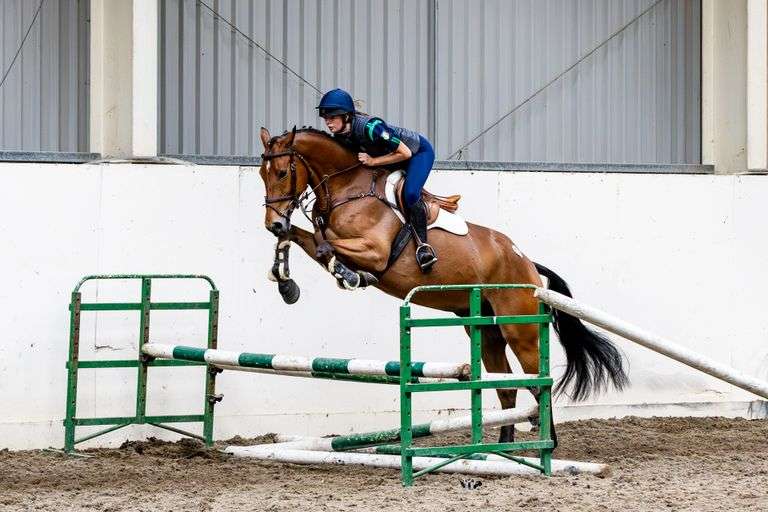 December 4th - 5th Sport Horse Performance Sale (Day 2) - Goresbridge ...