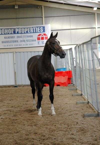 July 1st, 2nd, 3rd & 4th Sport Horse Performance Sale (Day 4 ...