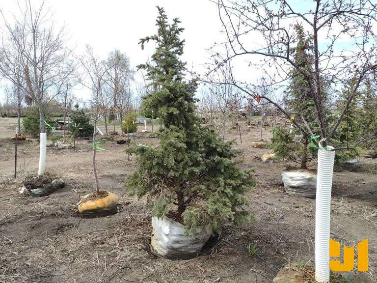 BAKER BLUE SPRUCE 8' - Jeff Martin Auctioneers, Inc.