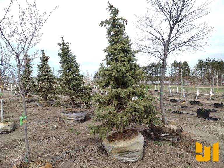 BAKER BLUE SPRUCE 10' - Jeff Martin Auctioneers, Inc.