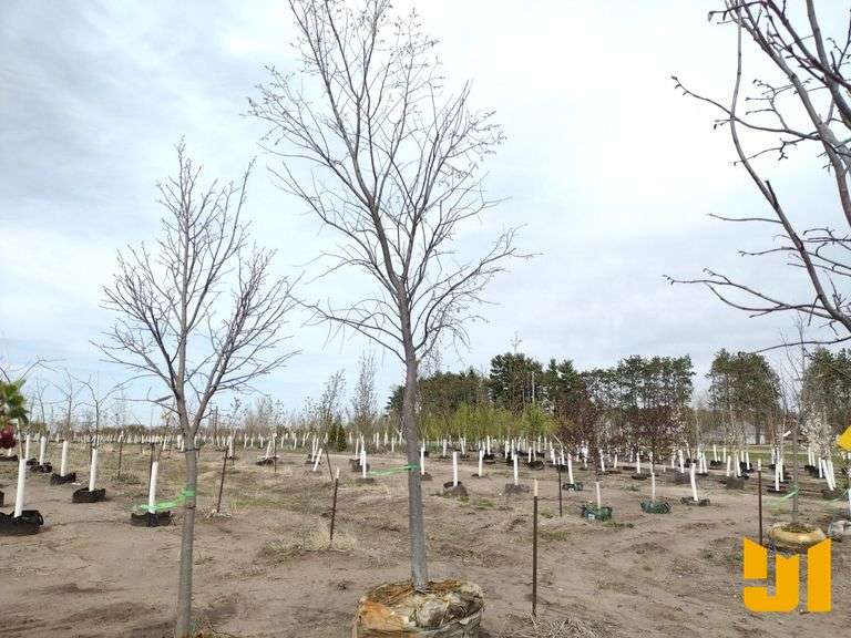 ST. CROIX ELM 4" - Jeff Martin Auctioneers, Inc.