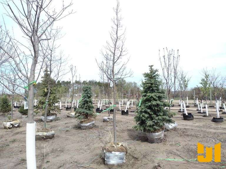 PRAIRIE STATURE OAK 2.5" - Jeff Martin Auctioneers, Inc.