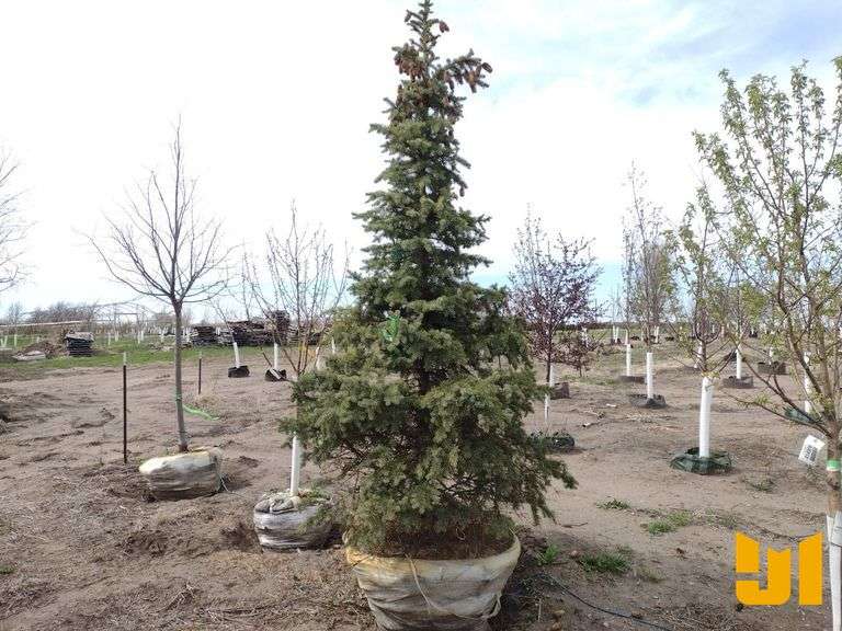 BAKER BLUE SPRUCE 10' - Jeff Martin Auctioneers, Inc.
