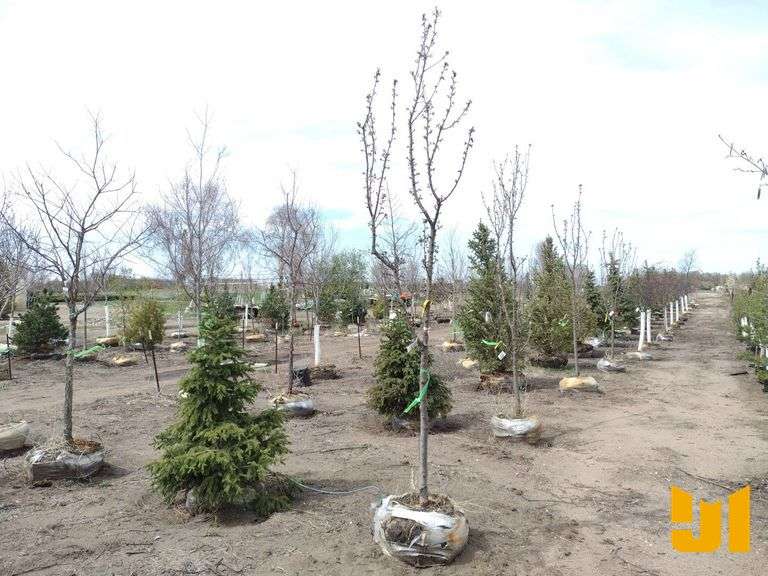 MARILEE CRABAPPLE 2" - Jeff Martin Auctioneers, Inc.