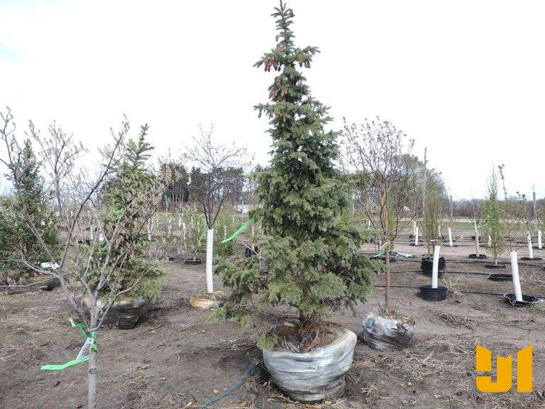 BAKER BLUE SPRUCE 10' - Jeff Martin Auctioneers, Inc.