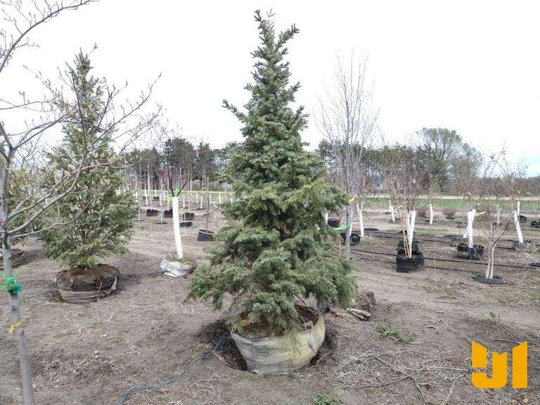 BAKER BLUE SPRUCE 10' - Jeff Martin Auctioneers, Inc.