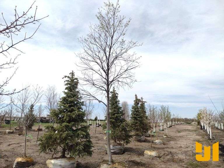 ST. CROIX ELM 3" - Jeff Martin Auctioneers, Inc.