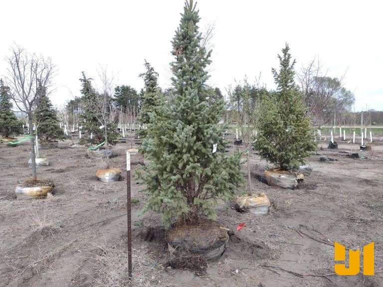 UPRIGHT COLORADO SPRUCE 8' - Jeff Martin Auctioneers, Inc.
