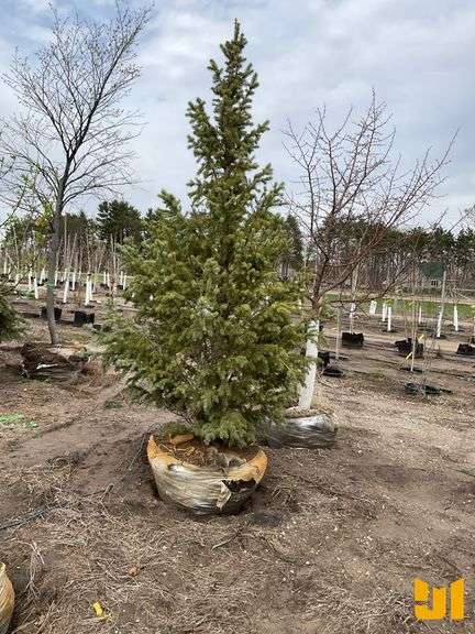 UPRIGHT COLORADO SPRUCE 8' - Jeff Martin Auctioneers, Inc.