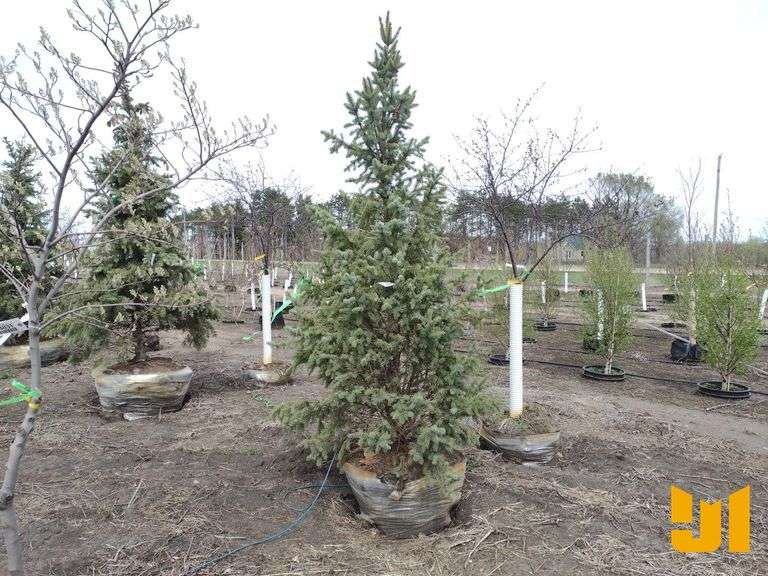 UPRIGHT COLORADO SPRUCE 8' - Jeff Martin Auctioneers, Inc.