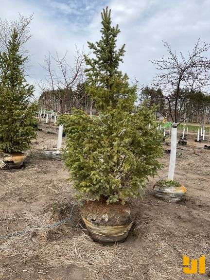 UPRIGHT COLORADO SPRUCE 8' - Jeff Martin Auctioneers, Inc.