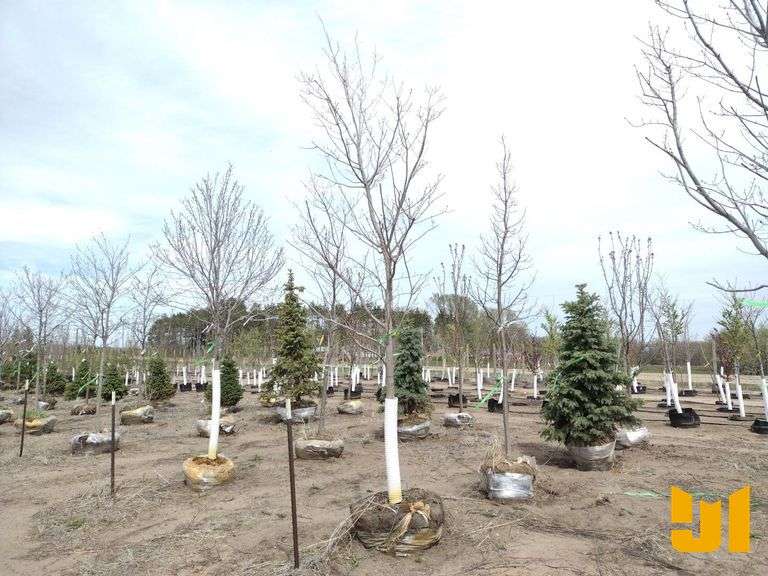 FIREFALL MAPLE 3" - Jeff Martin Auctioneers, Inc.