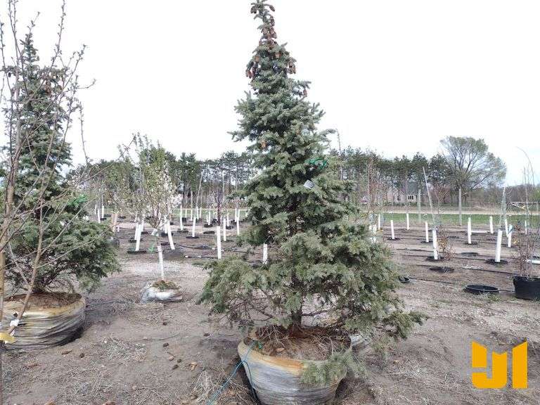 BAKER BLUE SPRUCE 10' - Jeff Martin Auctioneers, Inc.