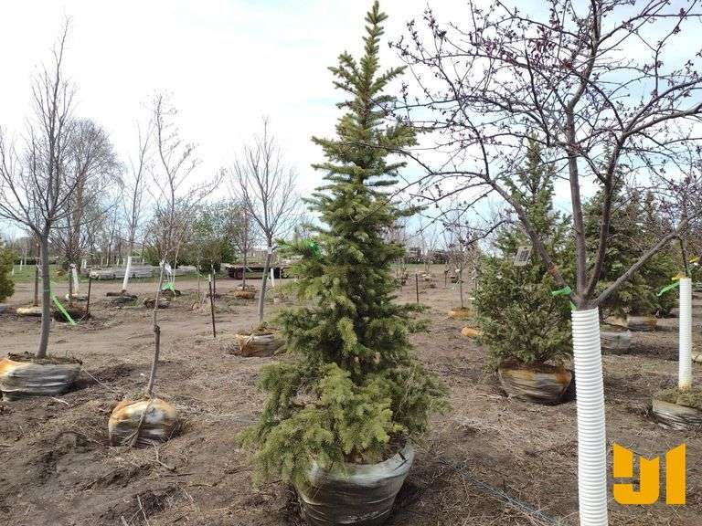 BAKER BLUE SPRUCE 8' - Jeff Martin Auctioneers, Inc.