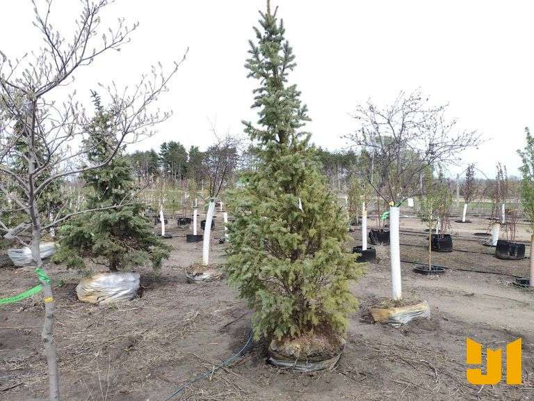 UPRIGHT COLORADO SPRUCE 8' - Jeff Martin Auctioneers, Inc.