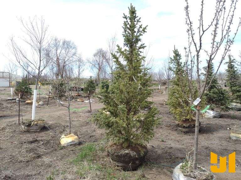 UPRIGHT COLORADO SPRUCE 8' - Jeff Martin Auctioneers, Inc.