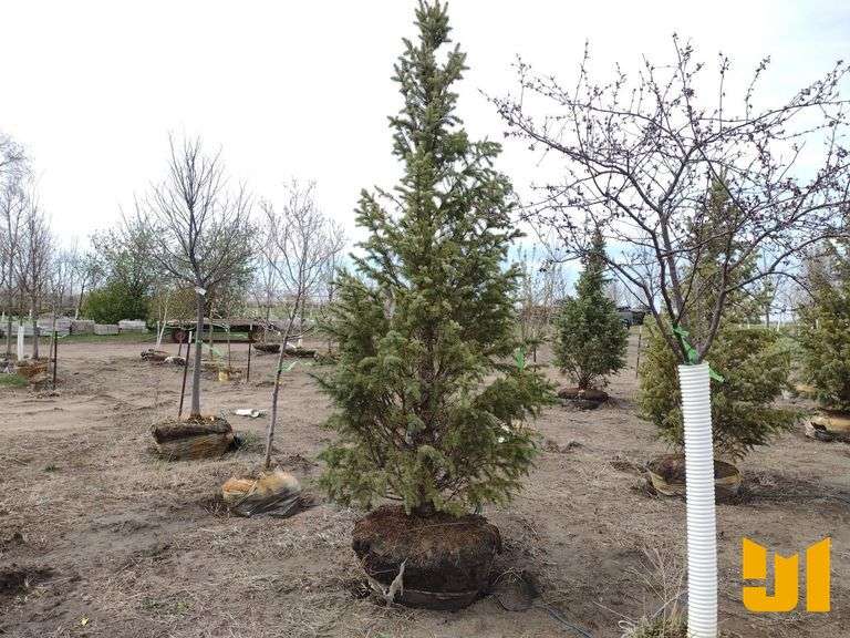 UPRIGHT COLORADO SPRUCE 8' - Jeff Martin Auctioneers, Inc.