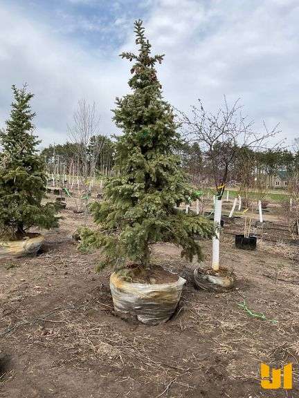 BAKER BLUE SPRUCE 10' - Jeff Martin Auctioneers, Inc.