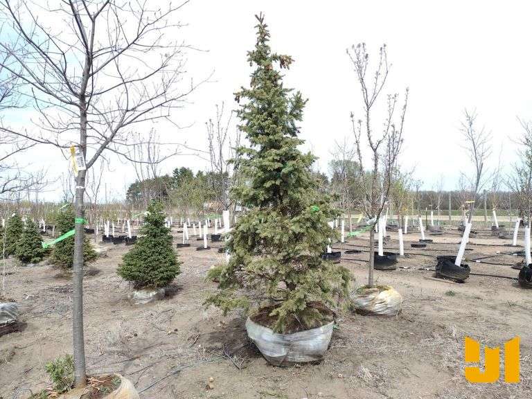 BAKER BLUE SPRUCE 10' - Jeff Martin Auctioneers, Inc.