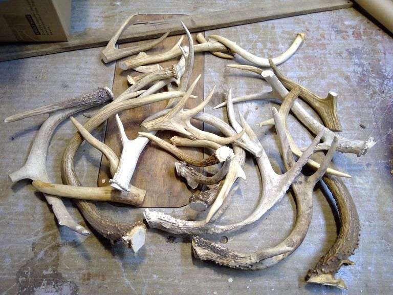Collection of Deer Antlers - Land of Goshen Auction House