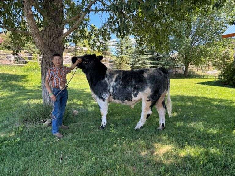 Steil Thompson Beef - Premier Livestock Auctions