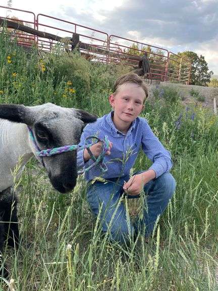 Cole Winstead Sheep - Premier Livestock Auctions