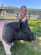 Claire Diss Pig - Premier Livestock Auctions