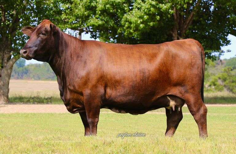 Conventional Embryos: MILLER 838 x JT TIMELESS - Premier Livestock Auctions