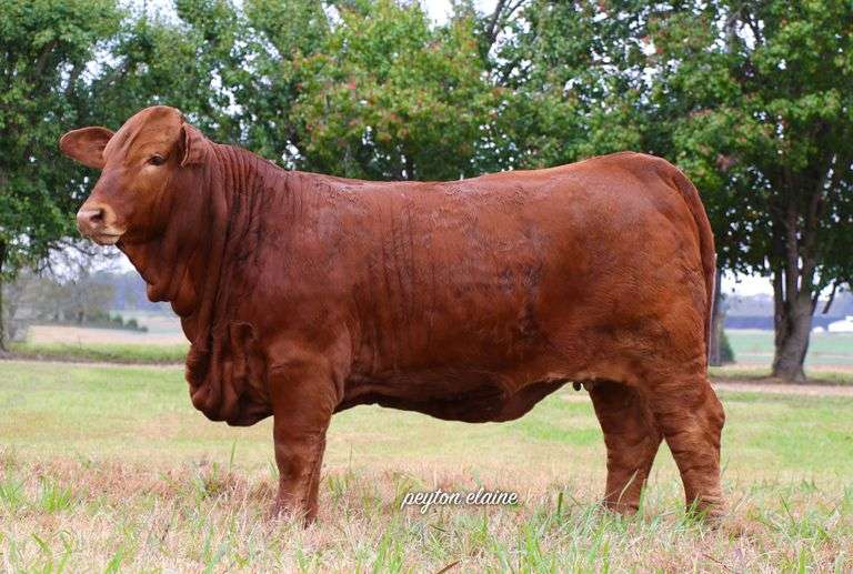 IVF Embryos: JT DAYBREAK x JT 32 - Premier Livestock Auctions