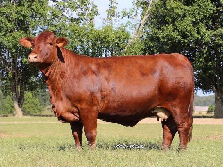 Sexed Female IVF Embryos: JT DAYBREAK x JT SOMETHING ROYAL - Premier ...