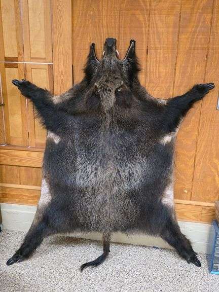 Wild Boar Stretched Hide - BidSells