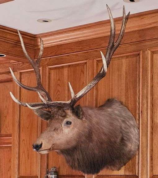 12-Point Mounted Elk Stag Trophy Head Taxidermy - BidSells